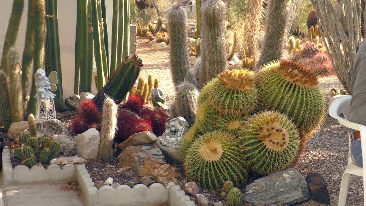 Xeriscaping and Growing Cactus - YouTube
