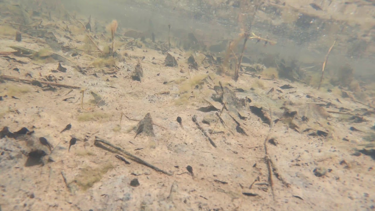 Tadpole Pond - YouTube