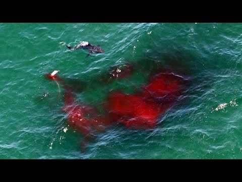 The Most GRUESOME Shark Attacks in History