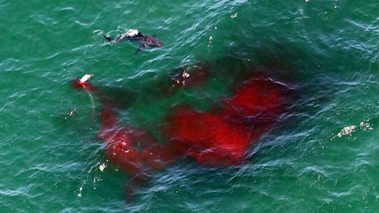 The Most GRUESOME Shark Attacks in History - YouTube