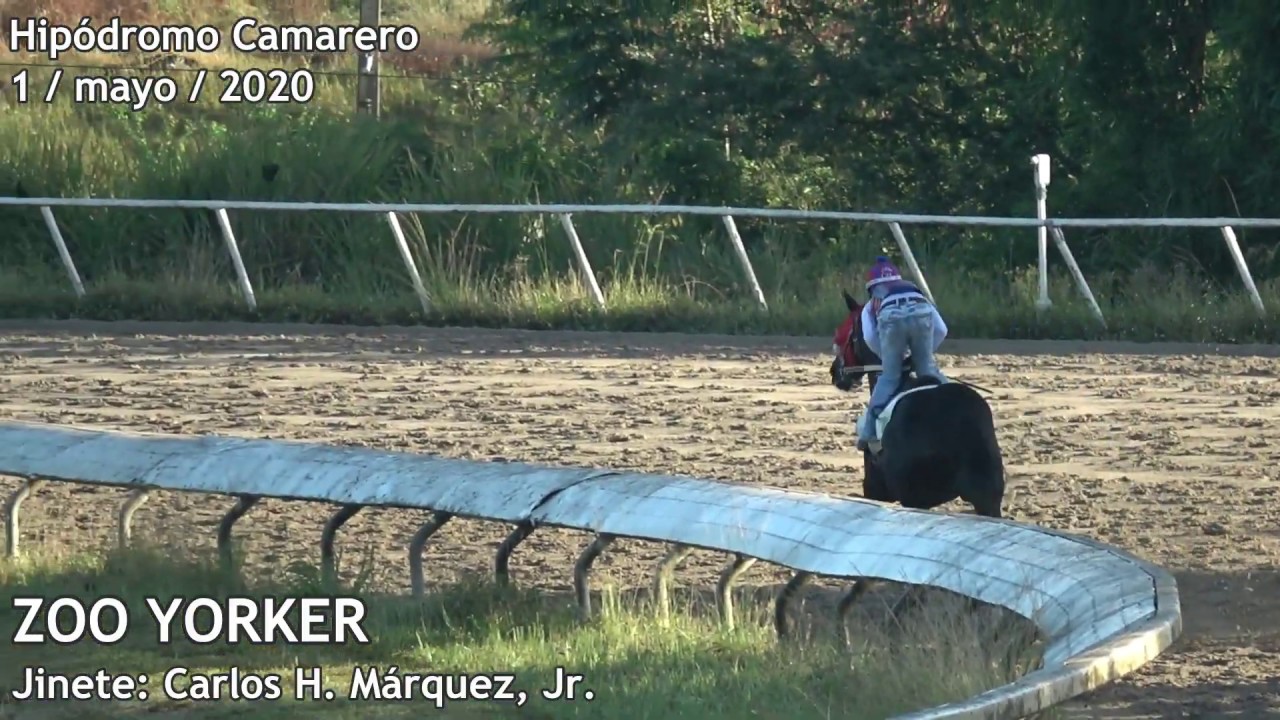 ZOO YORKER - Briseo Matinal - 1 Mayo 2020 - YouTube