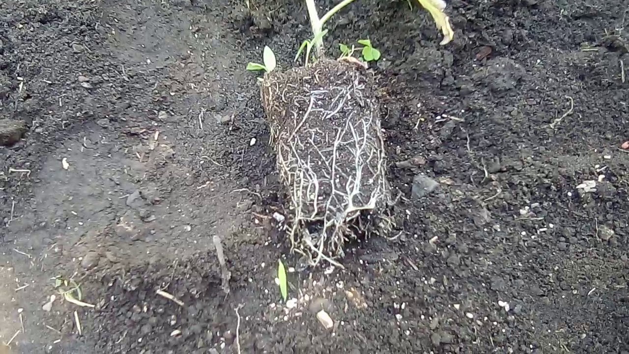 How to apply VAM mycorrhizal to your plants roots for effective ...