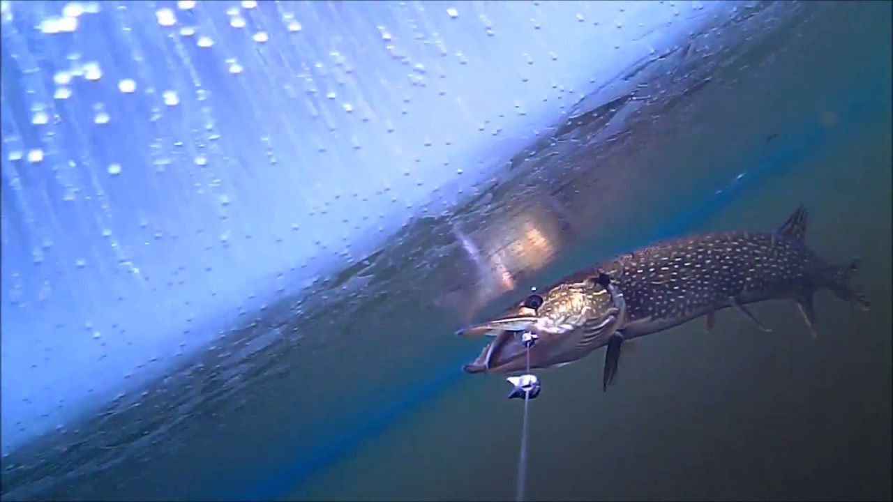 Vicious Pike attacks, Match the hatch - YouTube