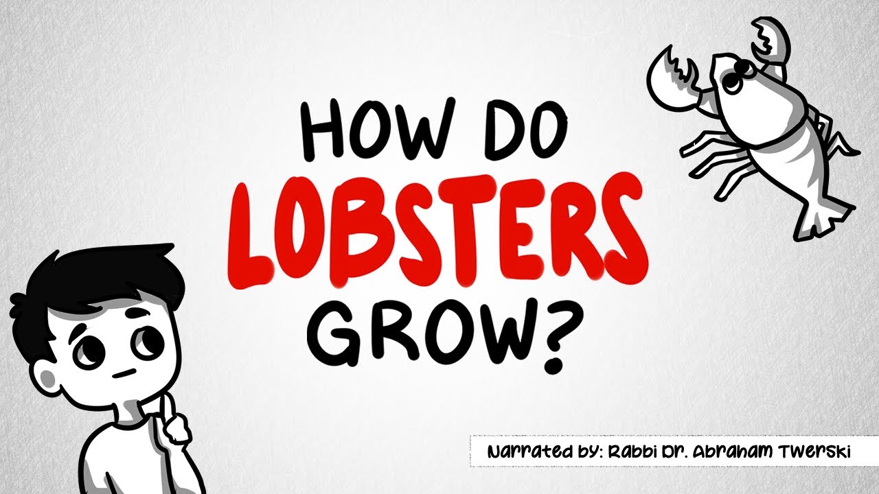 How do lobsters grow ? | Rabbi Dr. Abraham Twerski | Storiez - YouTube