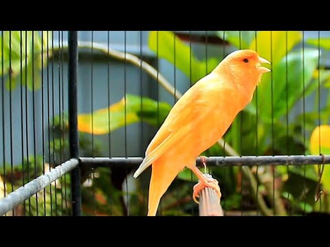 Tranquil Birdsong – Belgian Canary Sounds for Meditation, Calmness and ...