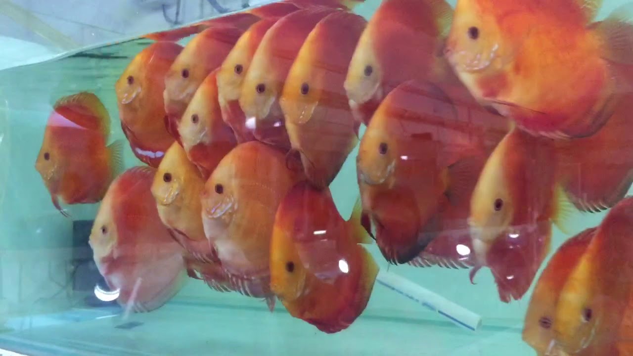 Discus feeding time by ID DISCUS hatchery - YouTube