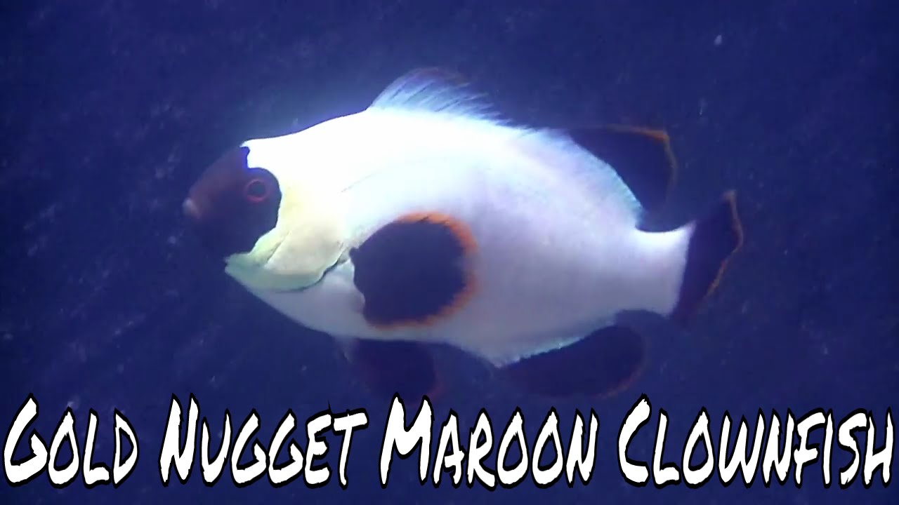 Gold Nugget Clownfish