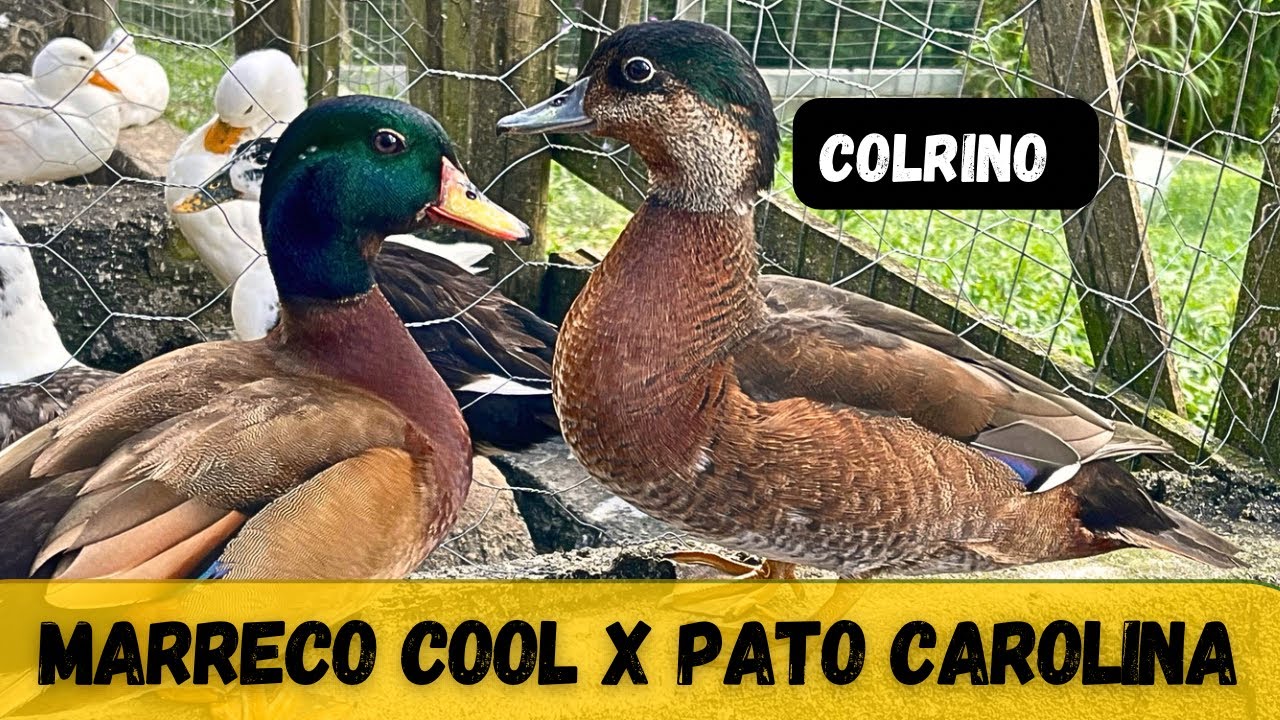 MARRECO HÍBRIDO DE MARRECO COOL x PATO CAROLINA = COLRINO / SÍTIO DO RB ...