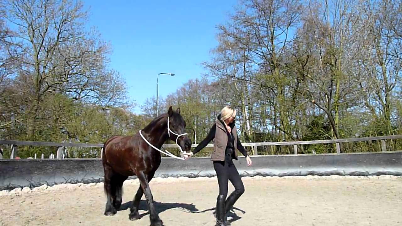 neck mount met friese ruin Jacob , eerste poging mislukt, 2e poging ...