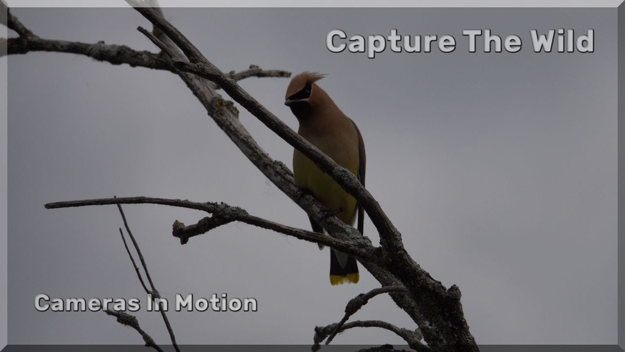 Capture The Wild - Sony RX10 IV - Ronin RS3 Mini - Osmo Pocket 3 - DJI Mic 2 - YouTube