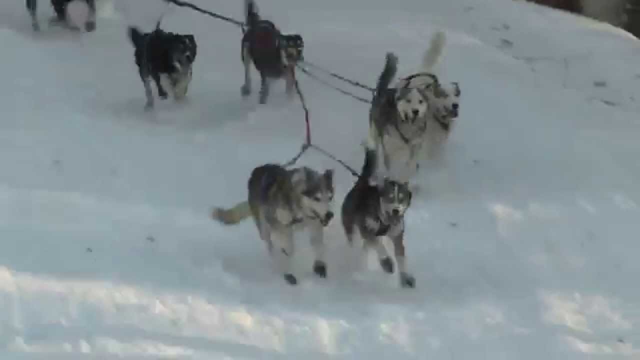 Iditarod 2011 Corral Hill Ellen Halverson mov - YouTube