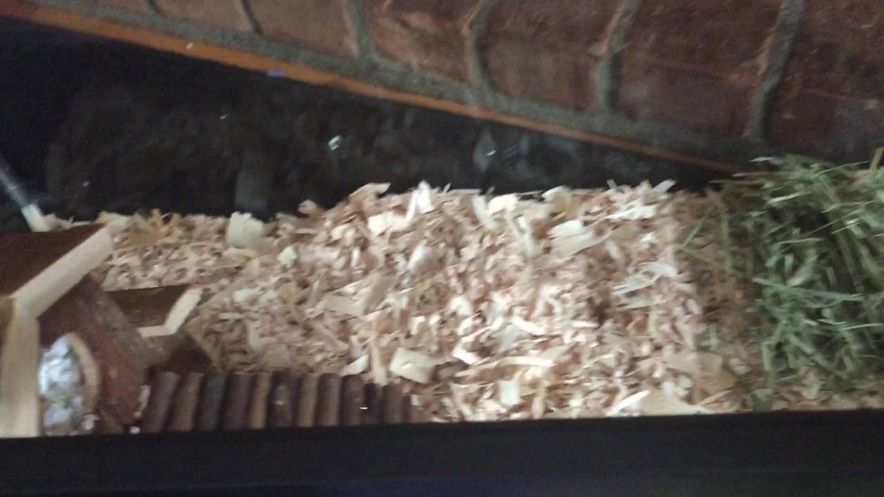 Mouse cage set up - YouTube