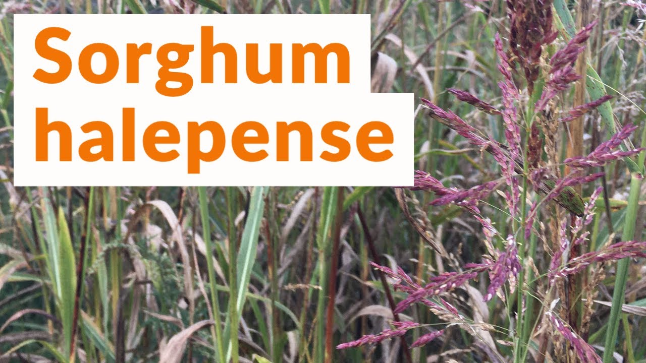 Sorghum halepense - YouTube
