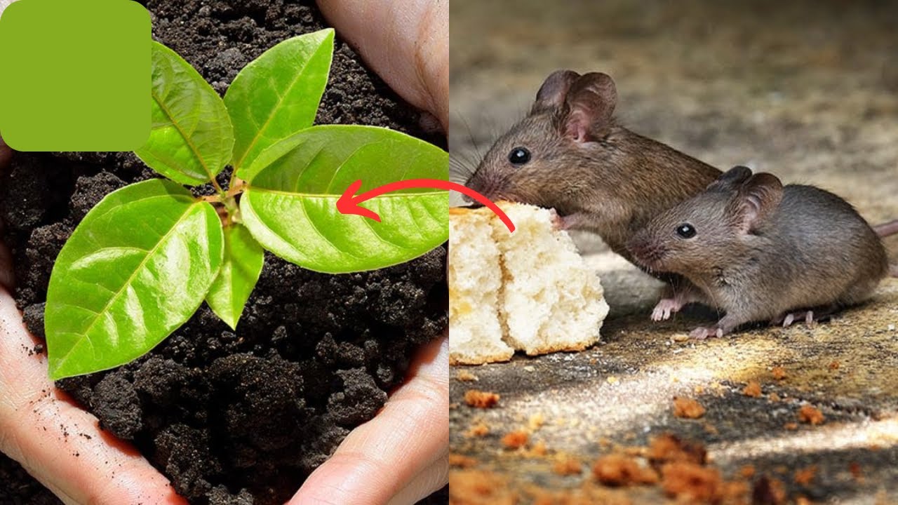 How to get rid of mice and rats FOREVER! Permanently - YouTube