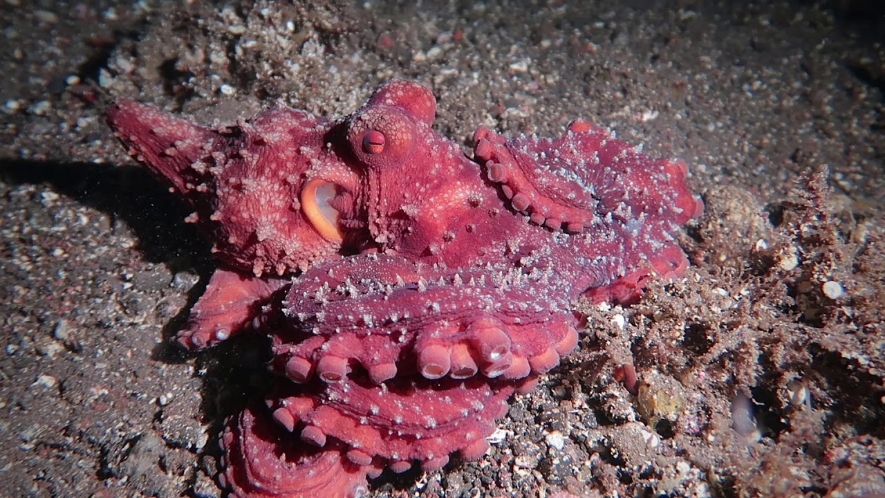 Starry Night - YouTube