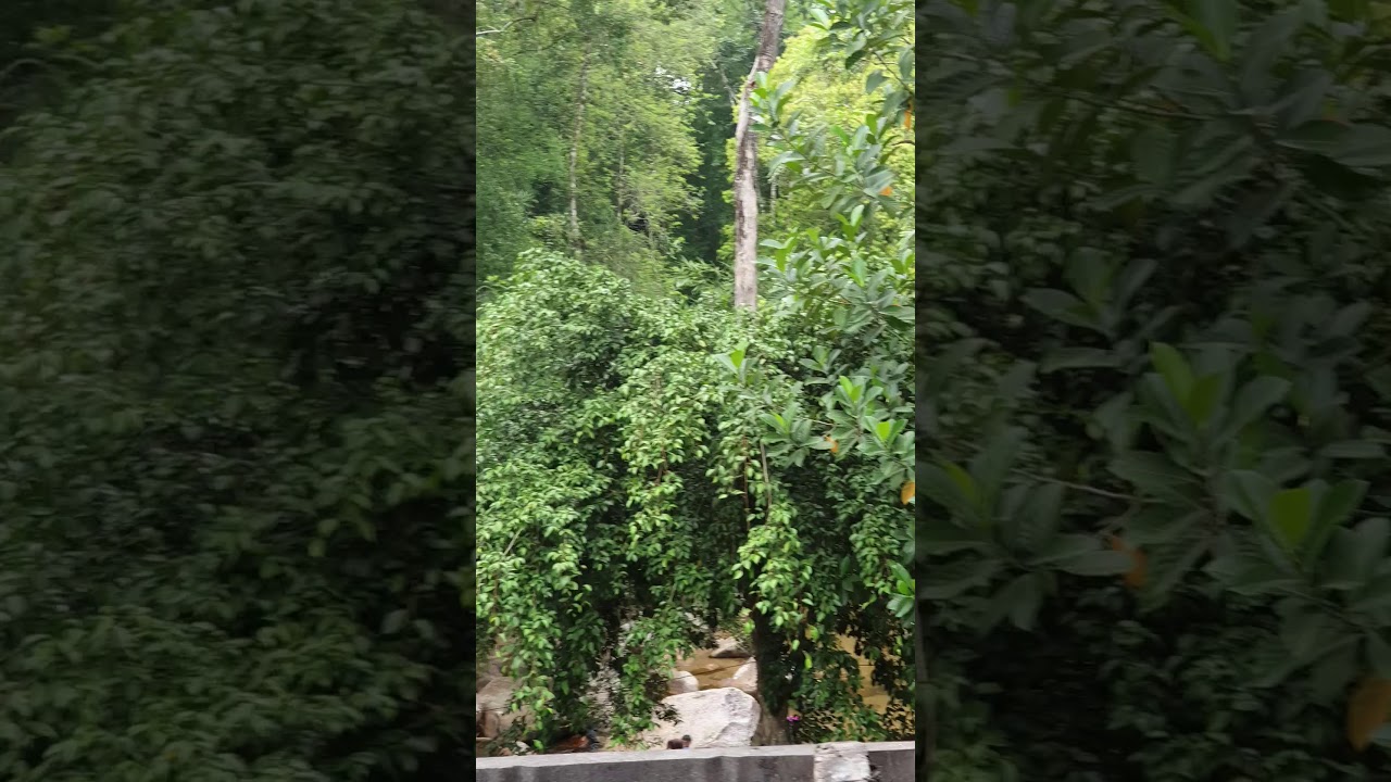 Pulau chekas raub - YouTube