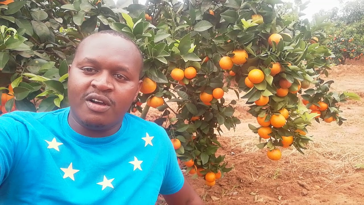 Pixie Oranges Farming : Live on location - YouTube