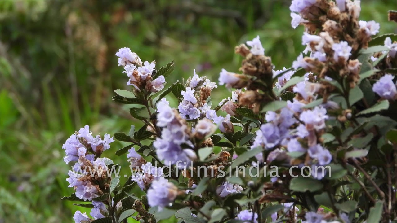 Neelakurinji blooms of Strobilanthes: what all the Nilgiri seasonal ...