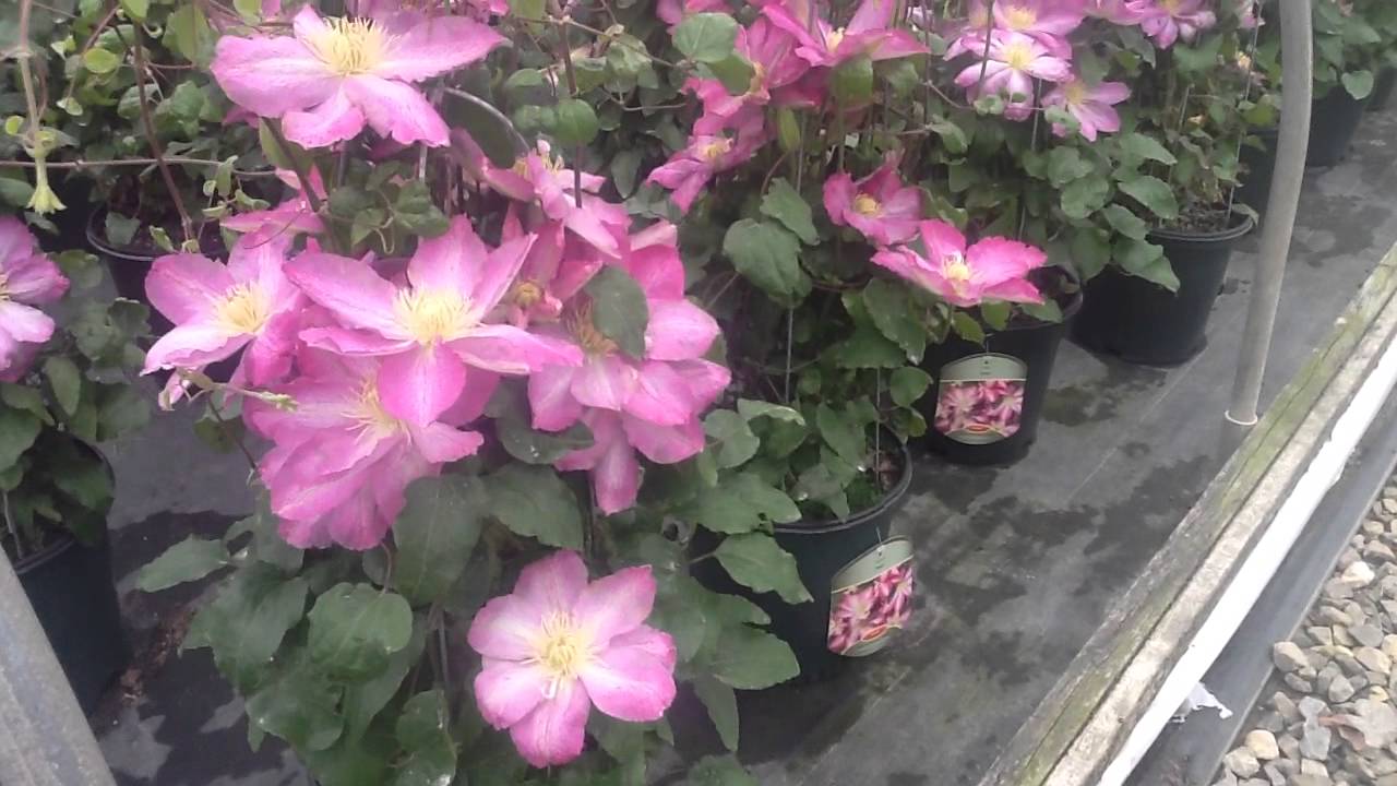 Clematis Asao - YouTube