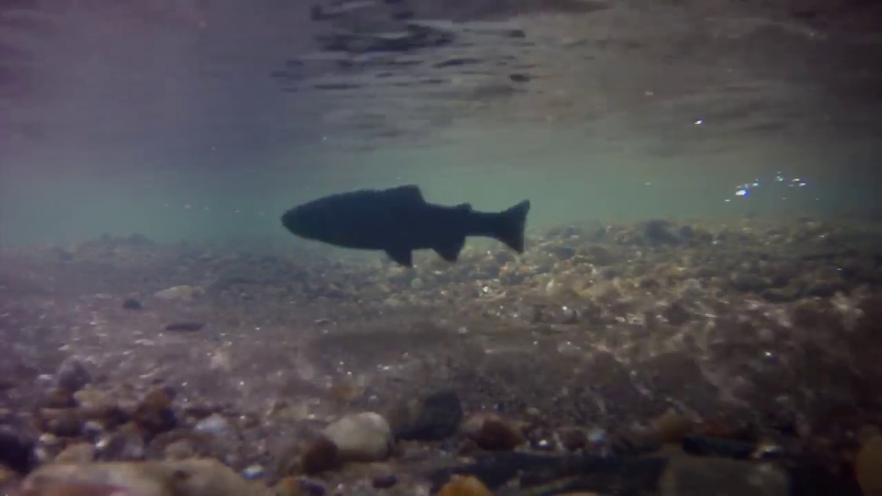 Huddleston Deluxe Trout - YouTube