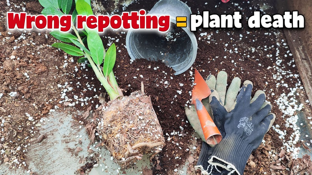 How to repot houseplants ? | Do you know all tips about repotting ...