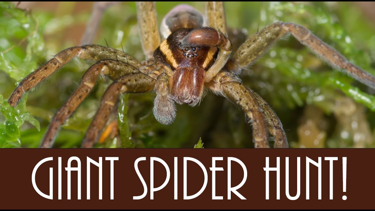 Hunt for Raft Spiders - one of the UKs biggest species! - YouTube