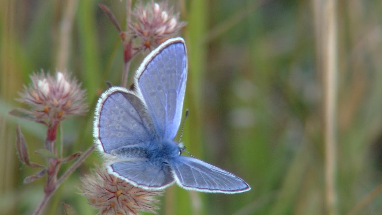 Im Rausch der Natur - Der Besoffski Falter - YouTube