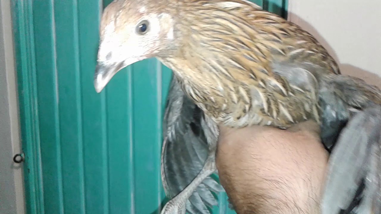 pollita brown red / hatch - YouTube