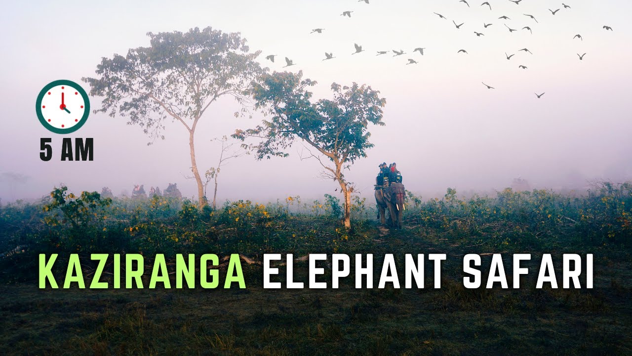 Early Morning Elephant SAFARI in Kaziranga National Park - YouTube