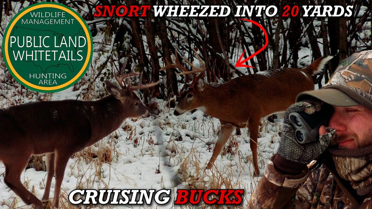 Cruising Bucks On Public Land | Snort Wheezed Into 20 Yards | Arrow ...