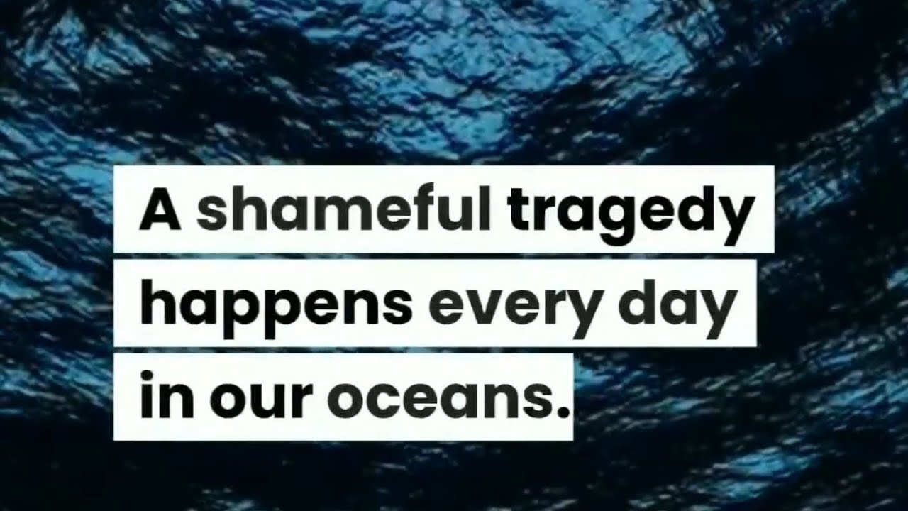 Sealife Weekly Reminder Part 43 - YouTube