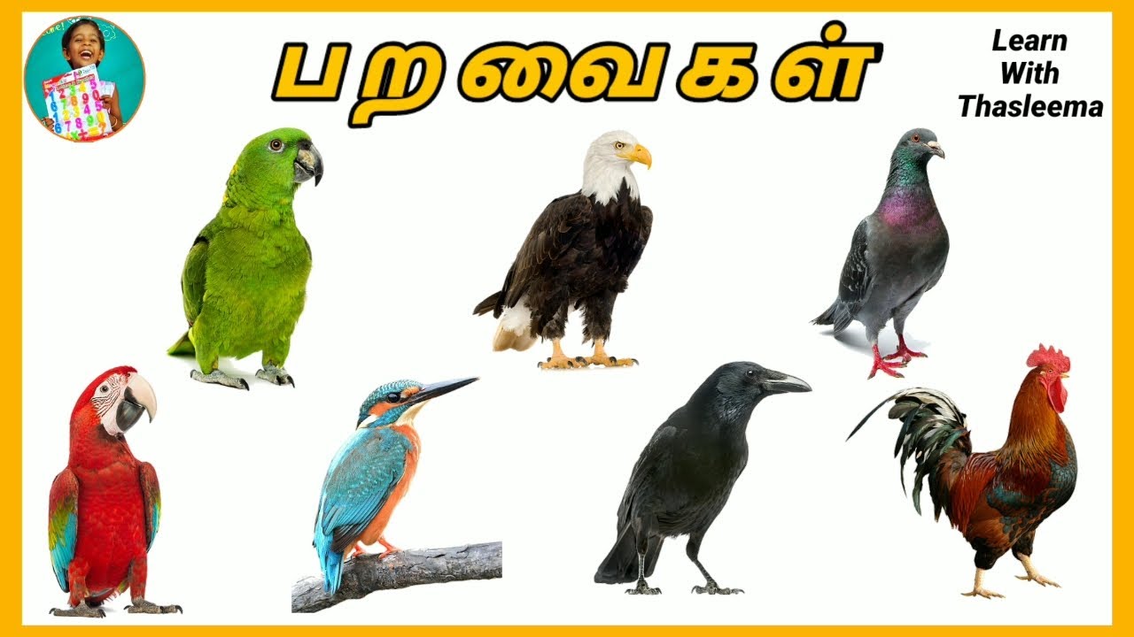 பறவைகளின் பெயர்கள் - BIRDS NAME IN TAMIL - YouTube