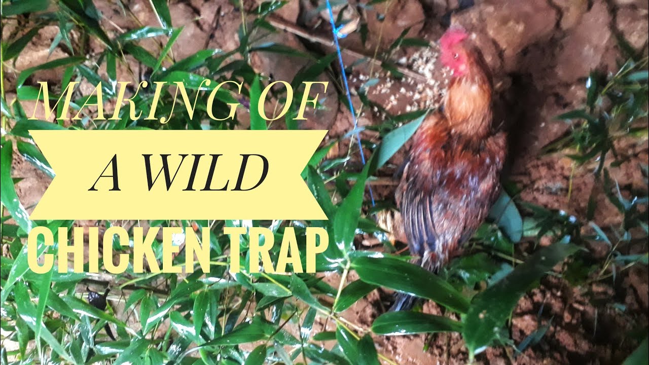HOW TO MAKE A TRAP FOR WILD CHICKEN#ABUYO@JHANERE - YouTube