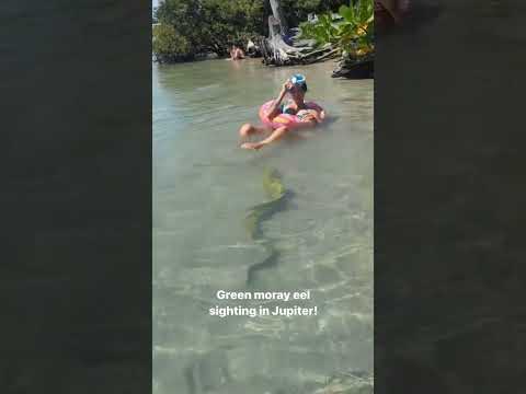 Epic encounters sometimes happen at the start of our launch! Green moray eel in Jupiter, Florida