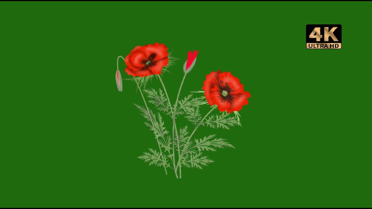 flower green screen video - YouTube