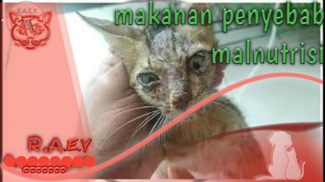 Malnutrisi pada kucing #1 - YouTube