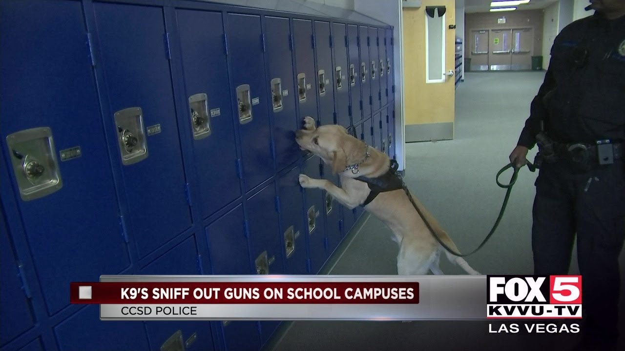 K9s sniff out guns at CCSD schools - YouTube