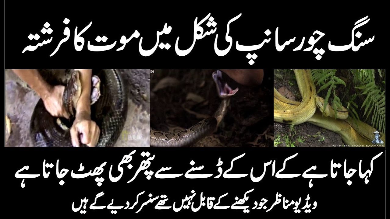 Common Krait (Sang Choor) Deadliest Snake In The World Urdu Documentary ...