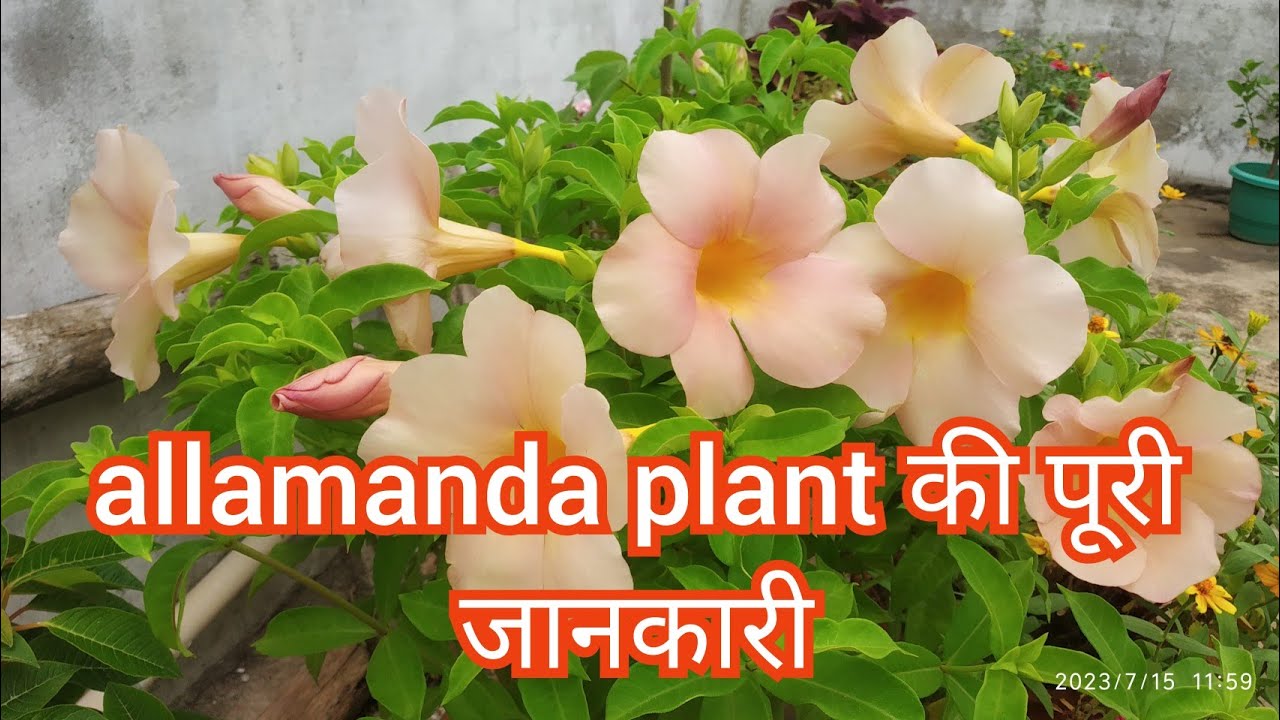 Allamanda plant की पूरी जानकारी,how to care allamanda plant to increase ...
