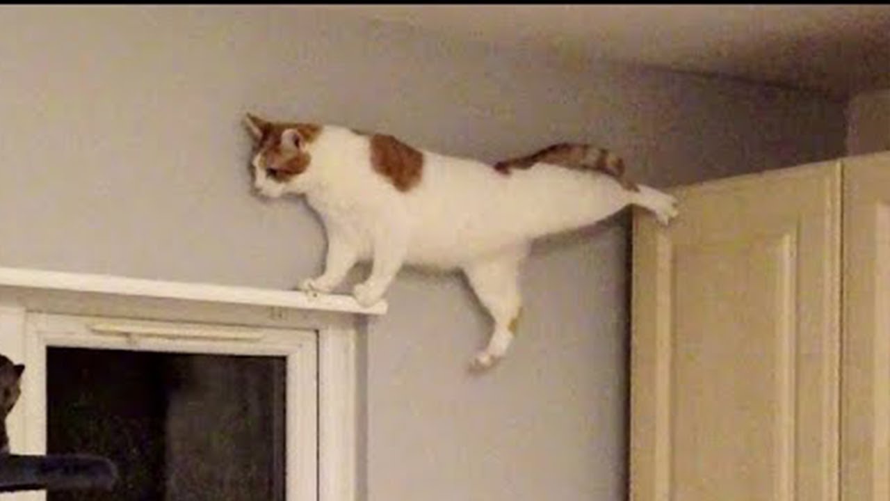 When you have a cats with smooth brain 🐱Funny Cat Video of 2024 - YouTube