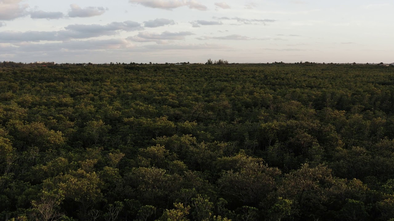 Forest BackGround Video :Drone Flying Over A Dense Fores | 4K Video ...