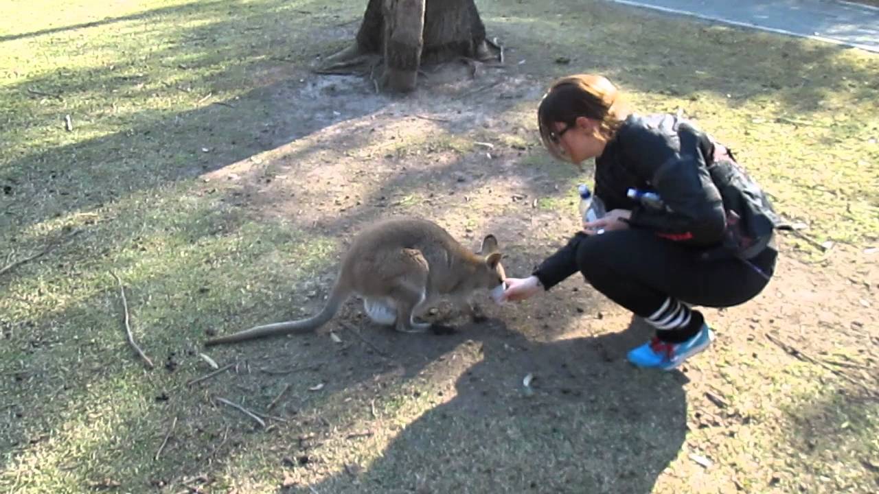 Run Wallaby, Run! - YouTube