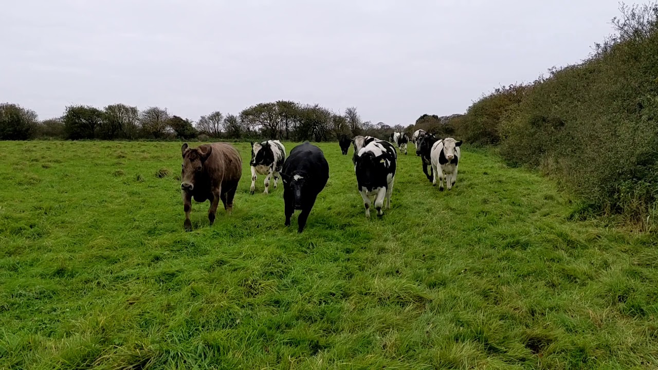 Cow charge 18th October 2020 - YouTube