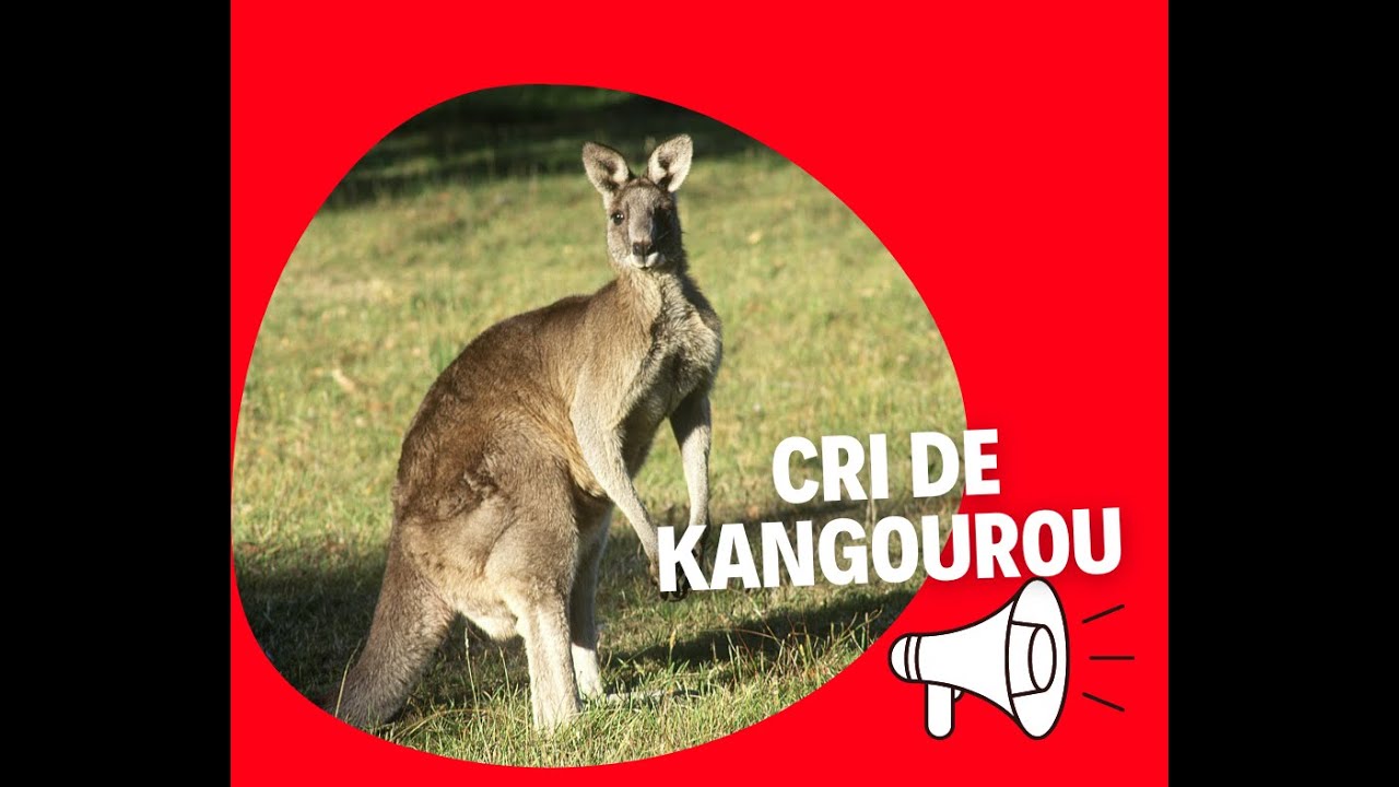 CRI DU [ KANGOUROU] - KANGAROO SOUNDS 🔊🔊🔊 - YouTube