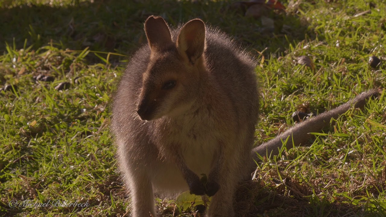 Red-necked Wallabies (Macropus rufogriseus banksianus) - YouTube
