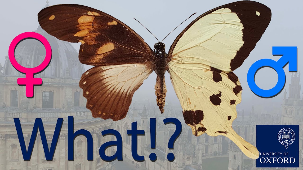 The Astonishing Gynandromorph Butterfly at Oxford University - YouTube