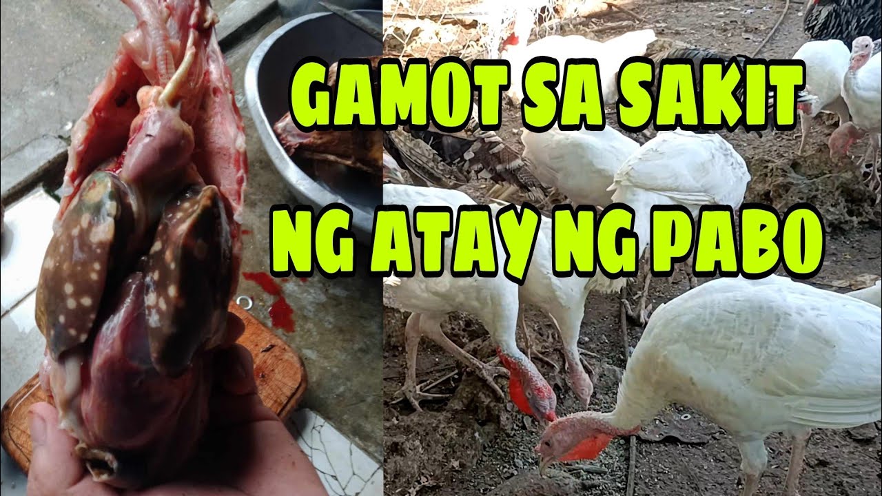 GAMOT SA SAKIT NG ATAY NG PABO - YouTube