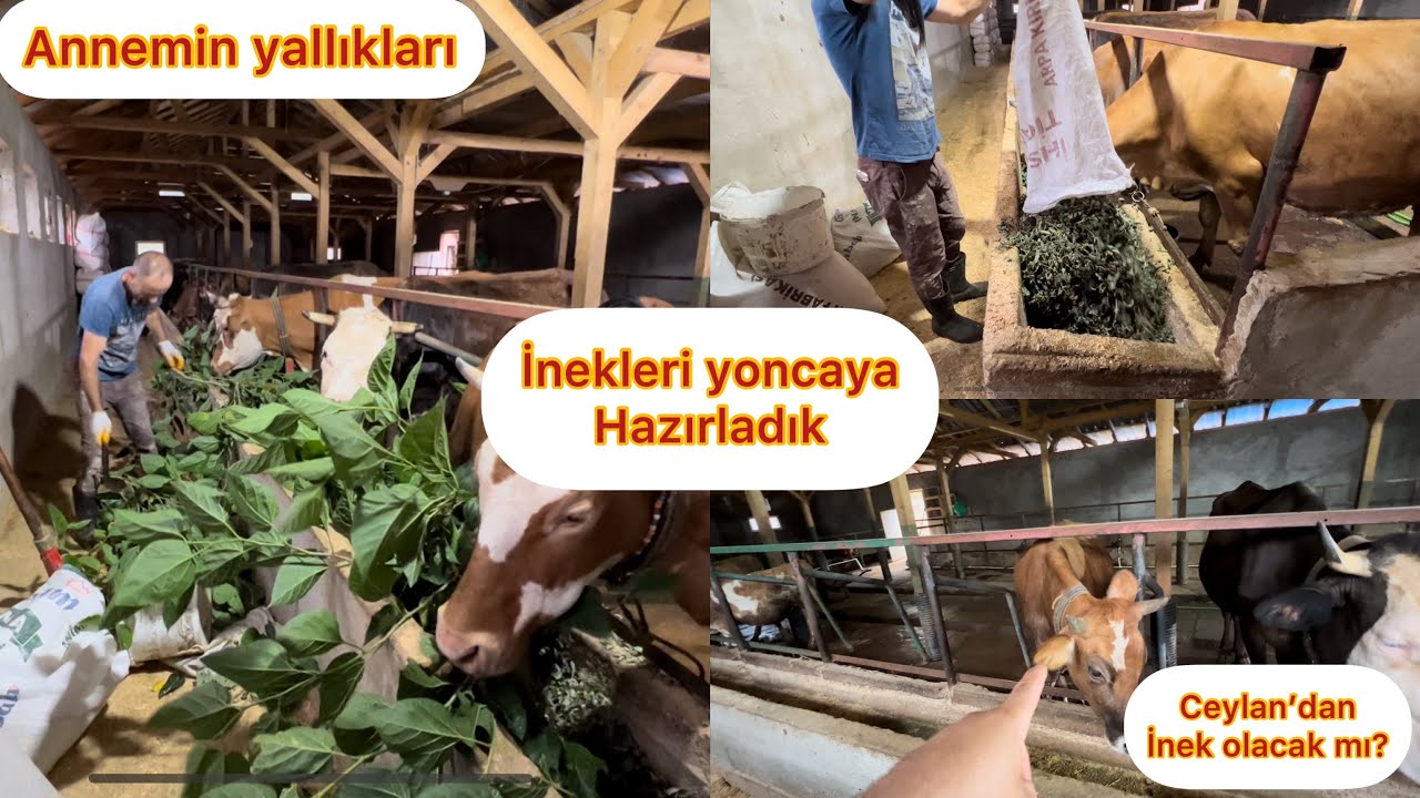 İNEKLERİ YONCAYA HAZIRLADIK / CEYLAN MEME YAPMIYOR - YouTube