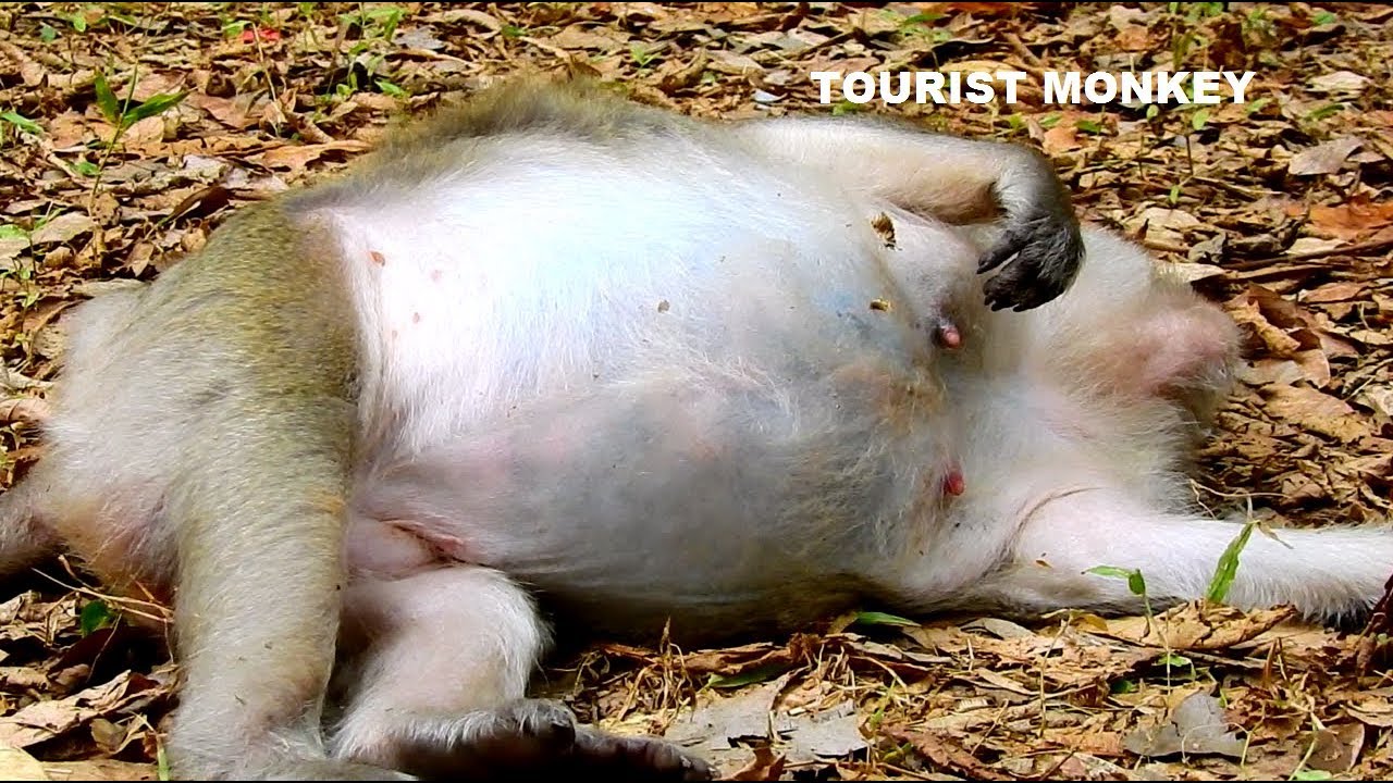 Pregnancy monkey nearly giving birth, Monkey nearly giving birth - YouTube