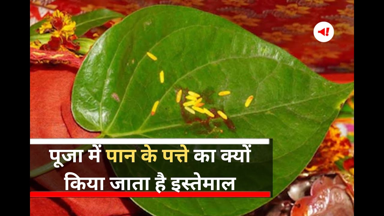 पूजा में पान के पत्ते का क्यों किया जाता है इस्तेमाल | Betel leaf ...